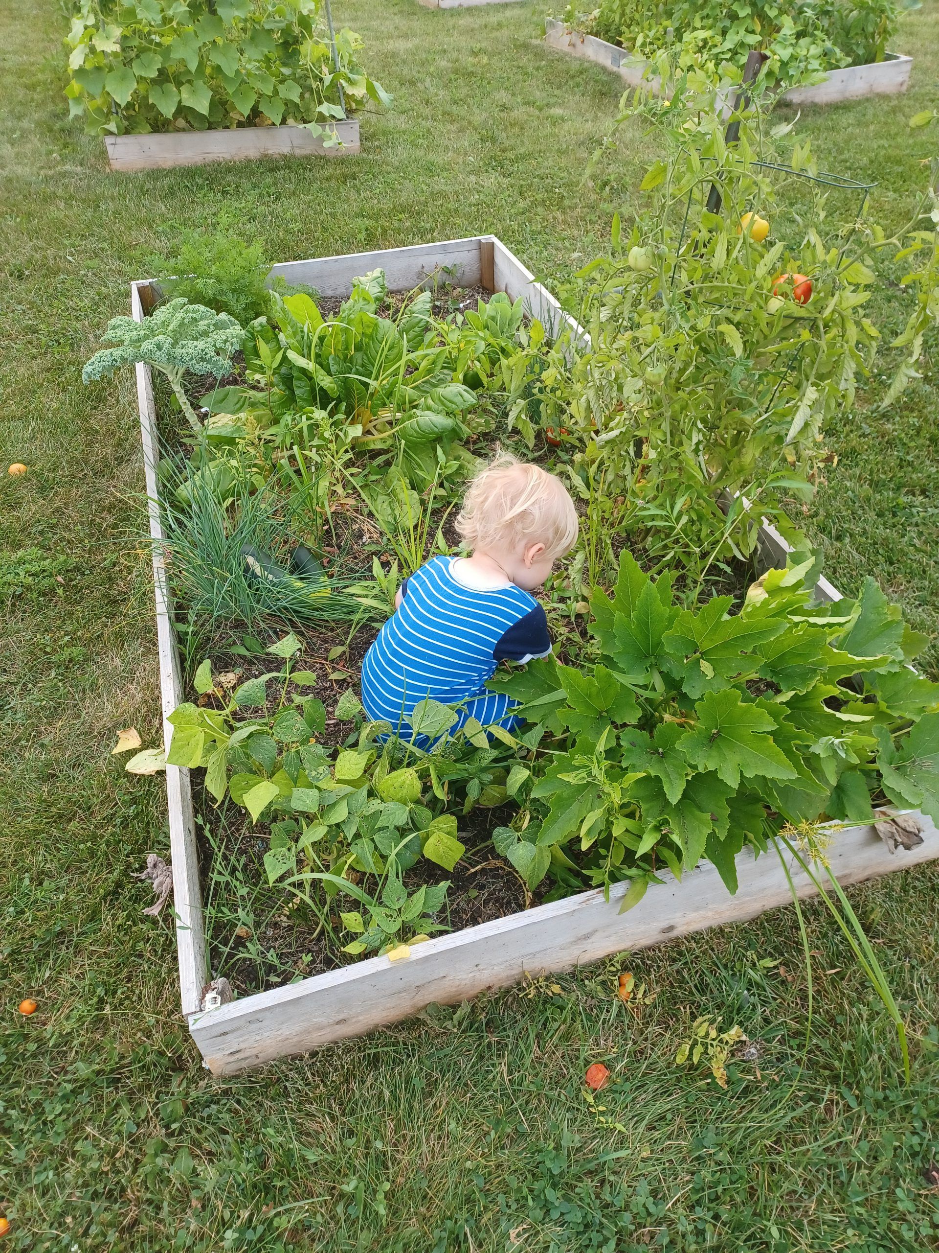 Gardens grow life skills and healthy habits - Gardenworks Project
